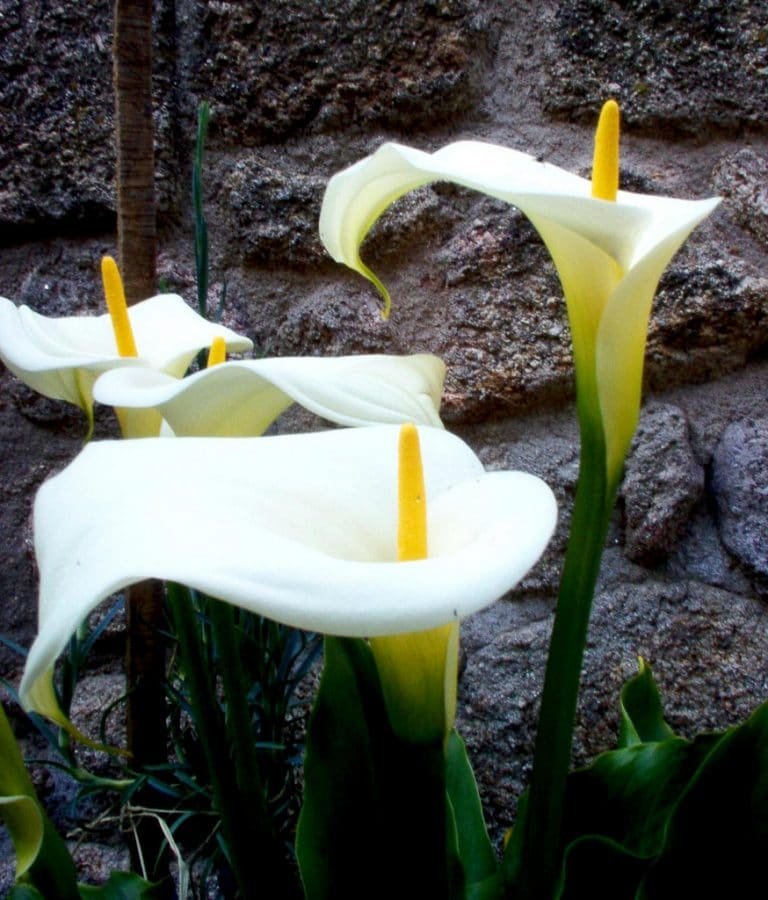cuidados de las flores de los cartuchos para una buena poda