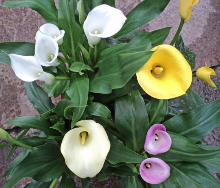 nombre cientifico del alcatraz tambien conocido como cartucho