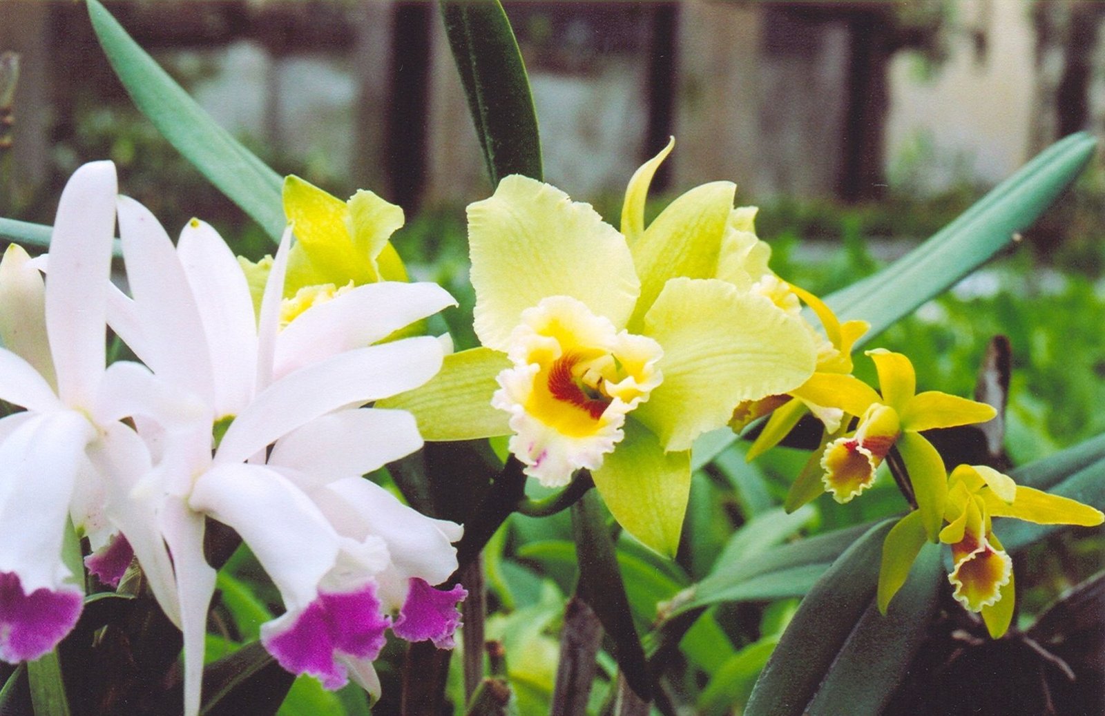 Orquídeas peruanas: Tipos exportación, peligros de extinción y más