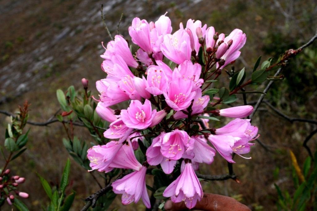 Orquídeas peruanas: Tipos exportación, peligros de extinción y más