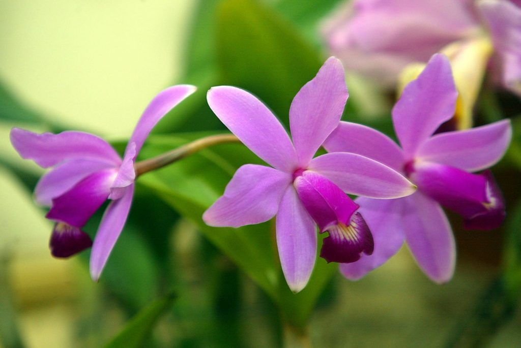 Orquídeas peruanas: Tipos exportación, peligros de extinción y más