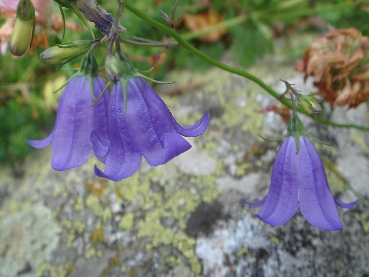 Flor de campanilla: Cuidados, significado y mucho más de la especie