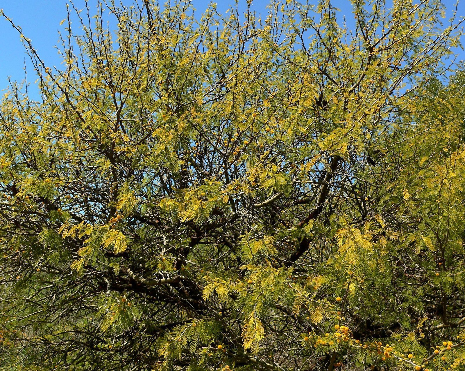 Acacia caven: Todo lo que debes saber de este arbusto serrano