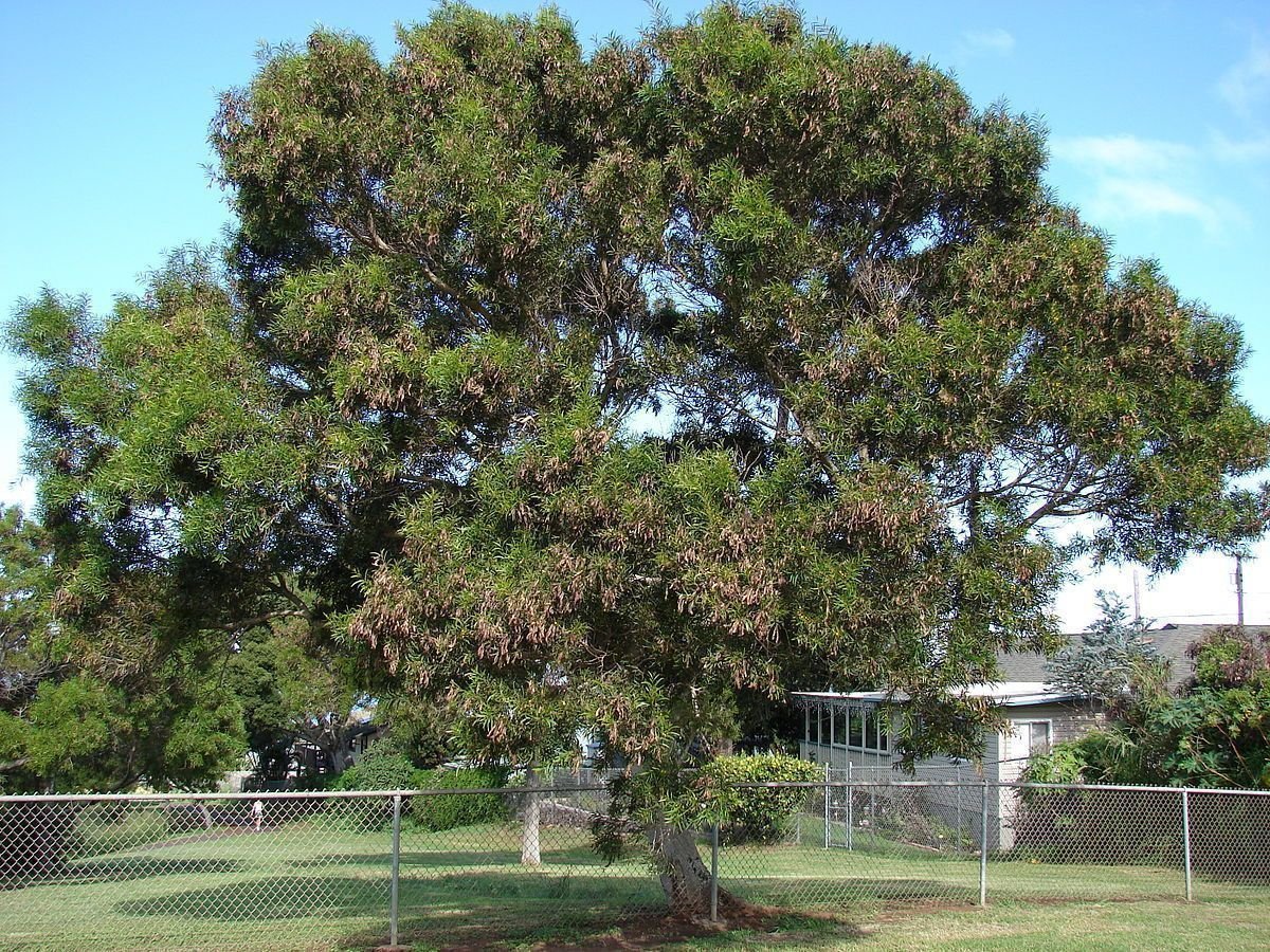 Acacia confusa: Descubre la diversidad de usos y peligros que posee
