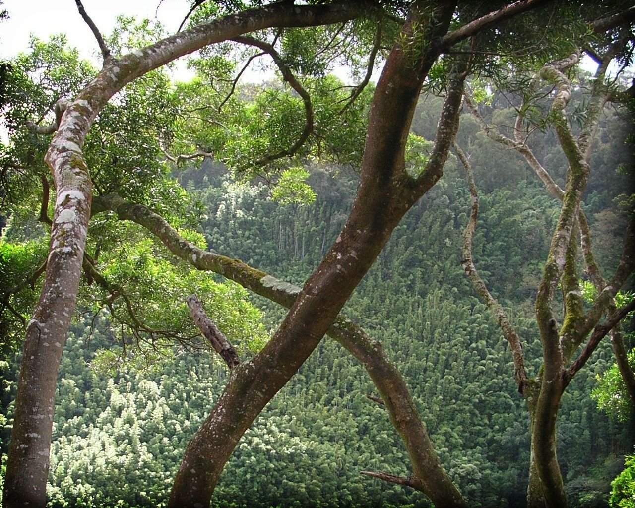 Acacia confusa: Descubre la diversidad de usos y peligros que posee