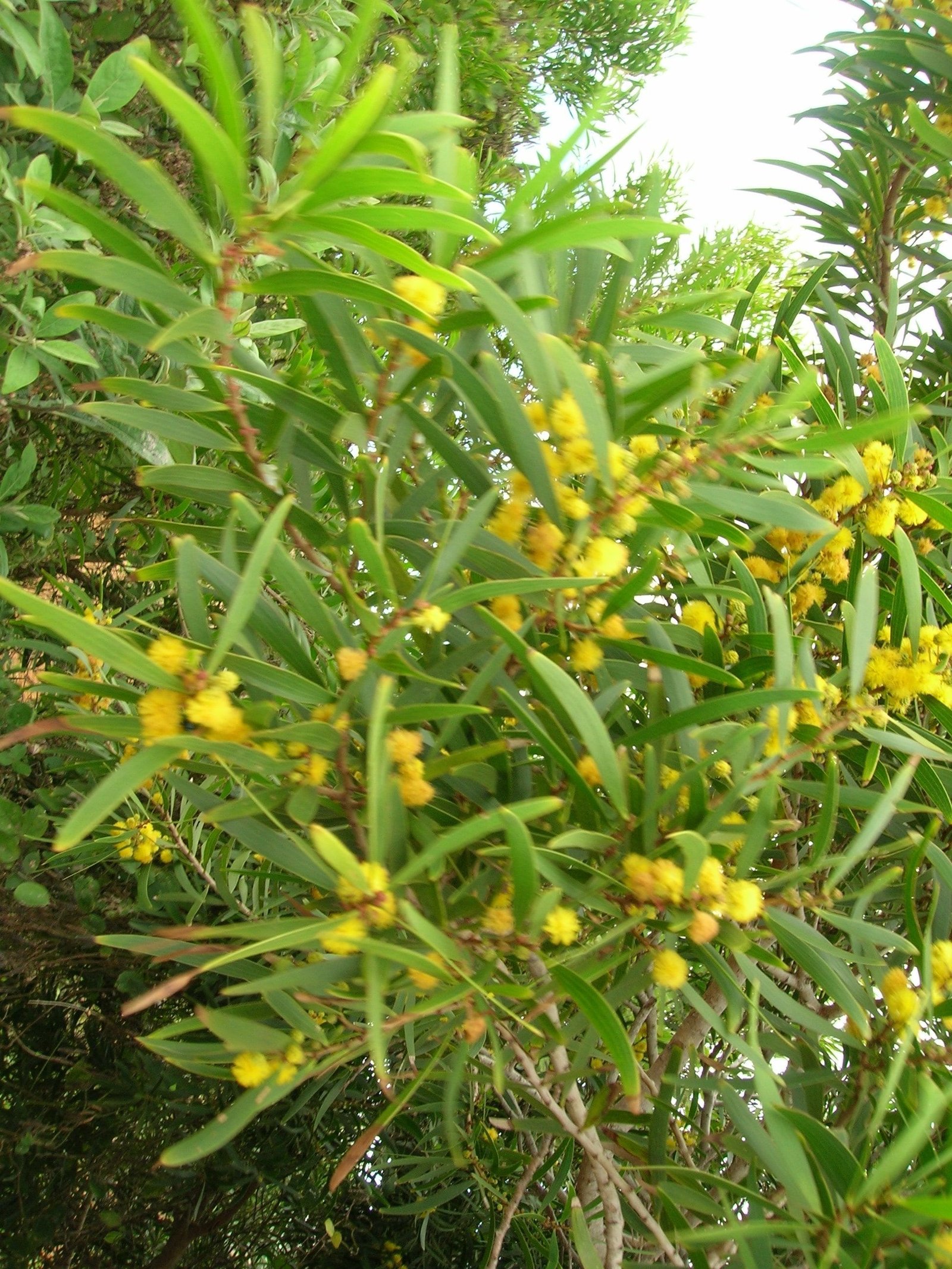 Acacia confusa: Descubre la diversidad de usos y peligros que posee