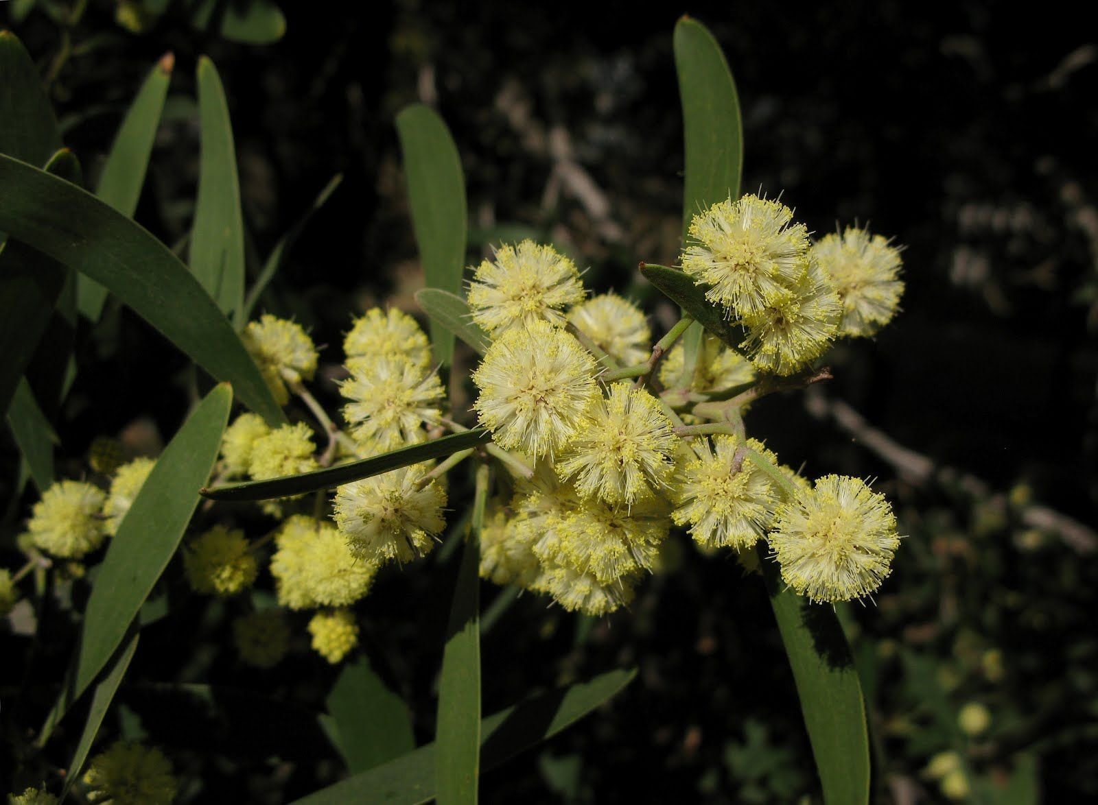 Acacia melanoxylon (acacia negra o australiana) Lo que no sabes.