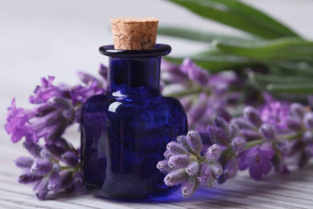 Aceite de lavanda: Conoce todos sus beneficios y múltiples usos