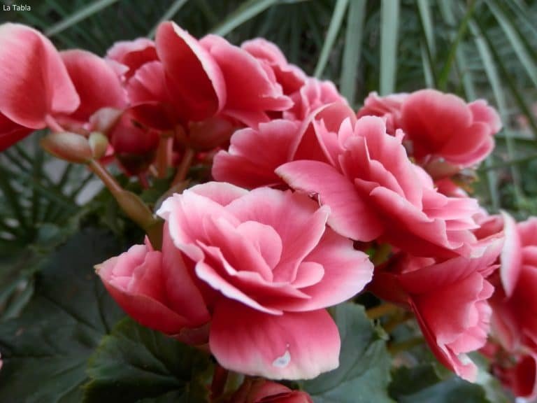 Flor de begonia: Cuidados, clasificación, significado y mucho más