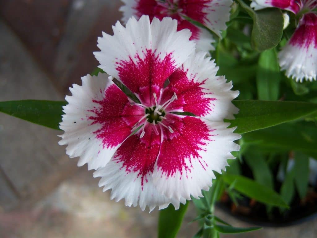 Clavel Chino: Cuidados, cultivo, reproducción, semillas y más