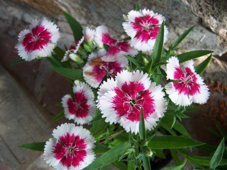 Clavel: Características, hábitat, cuidados y mucho más