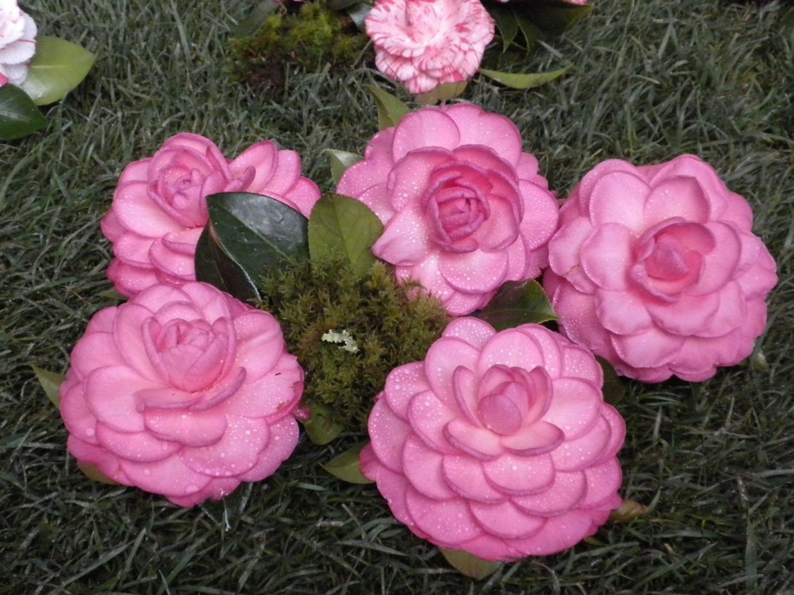 Flor de camelia: Todo sobre sus cuidados, significado y mucho más