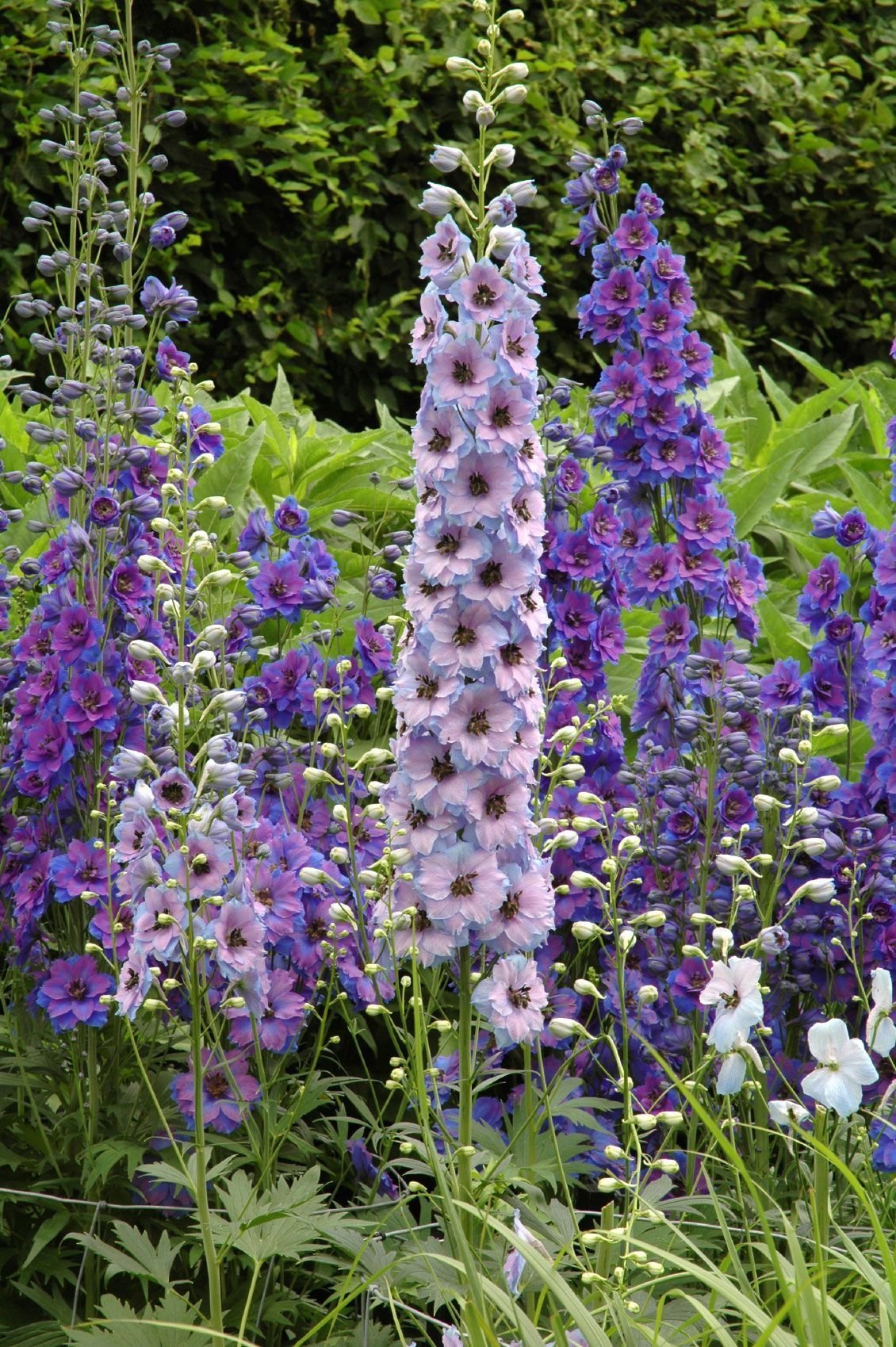 Delphinium: cuidados y propiedades de esta increíble familia de plantas