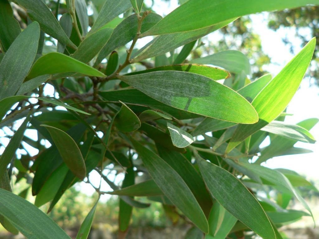 Acacia melanoxylon (acacia negra o australiana) Lo que no sabes.