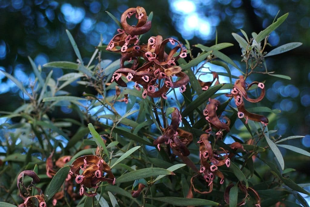 Acacia melanoxylon (acacia negra o australiana) Lo que no sabes.