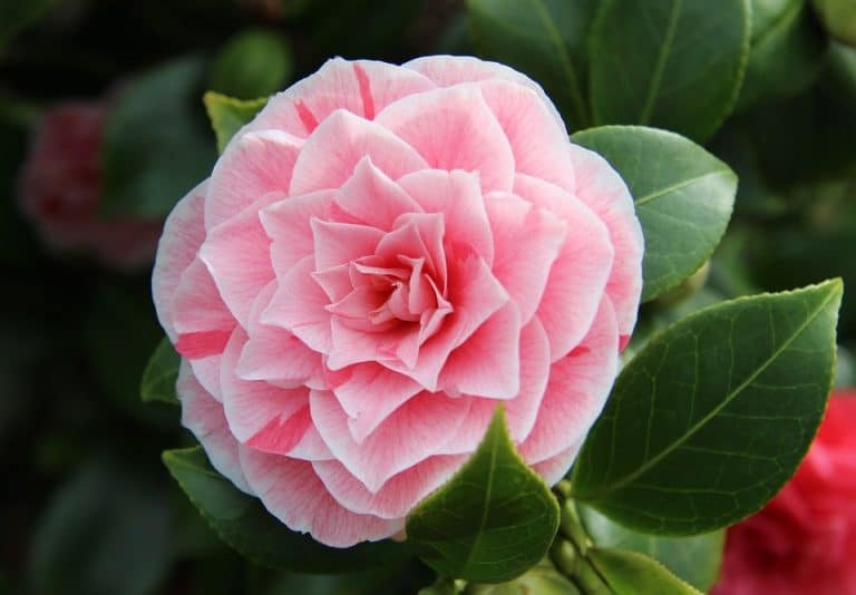 Flor de camelia: Todo sobre sus cuidados, significado y mucho más