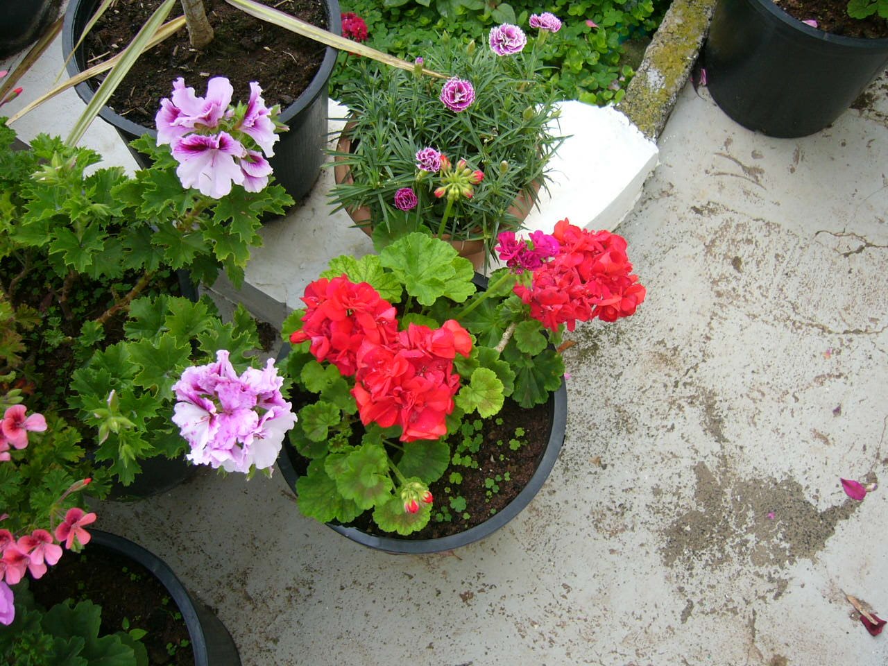 Claveles enanos o pequeños: Aprende todo sobre su cuidado y más