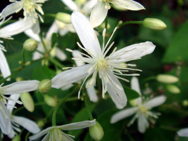 Clematis terniflora: todo lo que debes saber de esta planta.