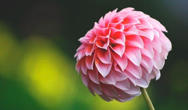 Dalia: Significado, cuidados, cultivo, semillas, variedades y más