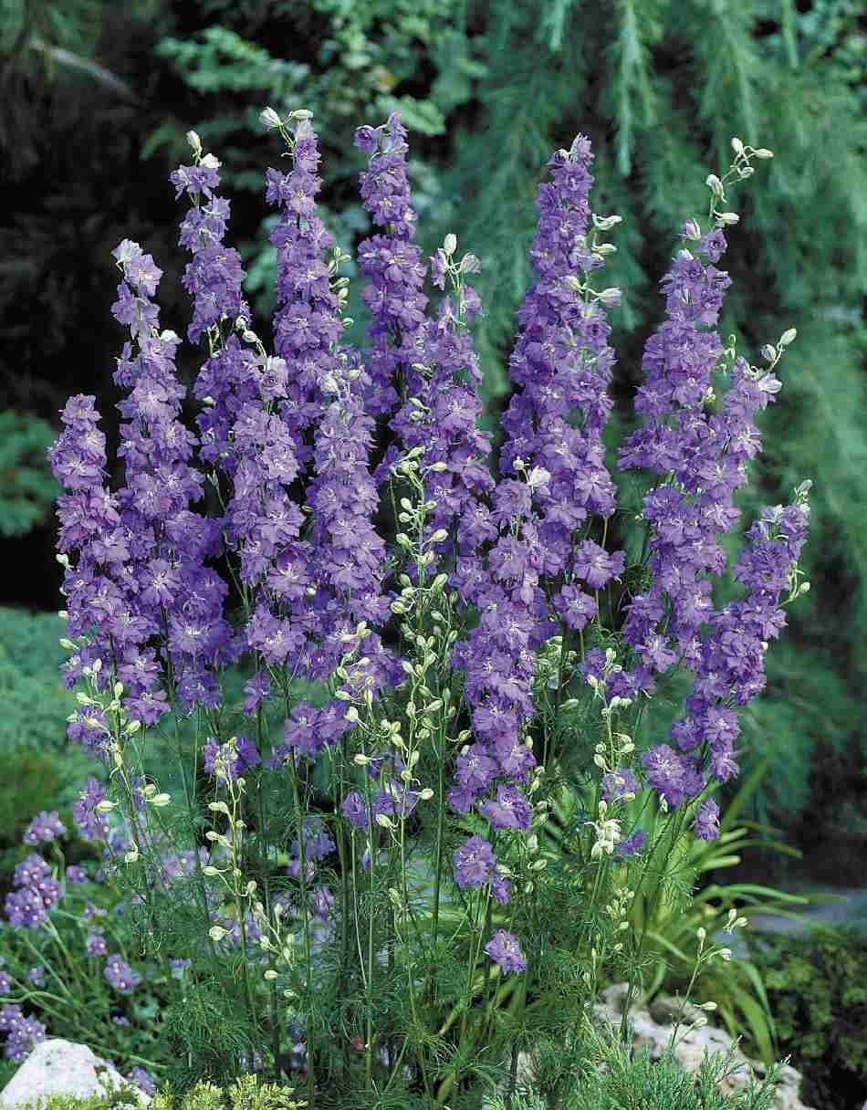 Delphinium consolida: Todo lo que debes saber de esta especie