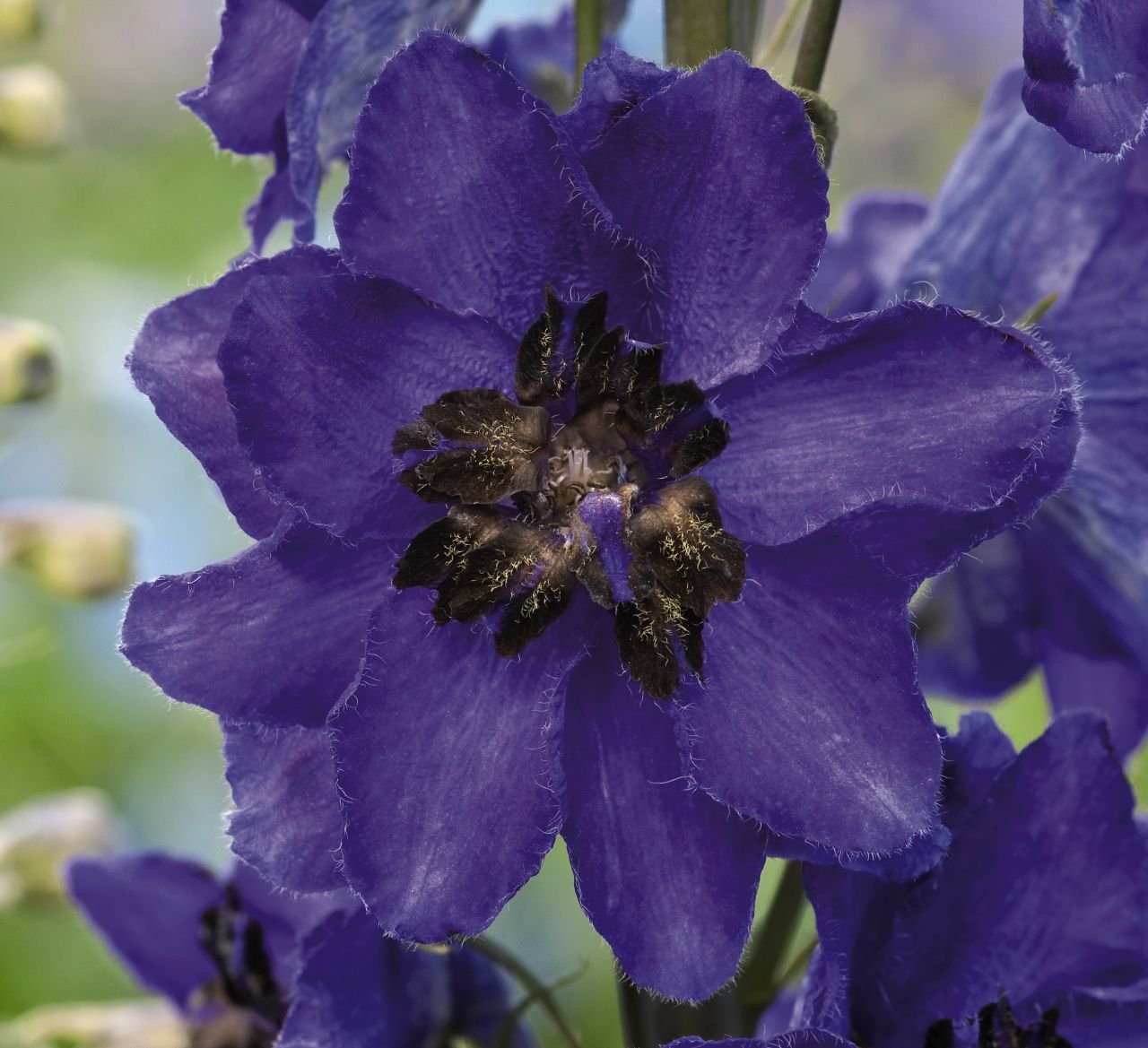 Delphinium elatum: Todo lo que debes saber de esta especie