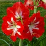 Flor de amarilis:Cuidados, significado, colores y mucho más