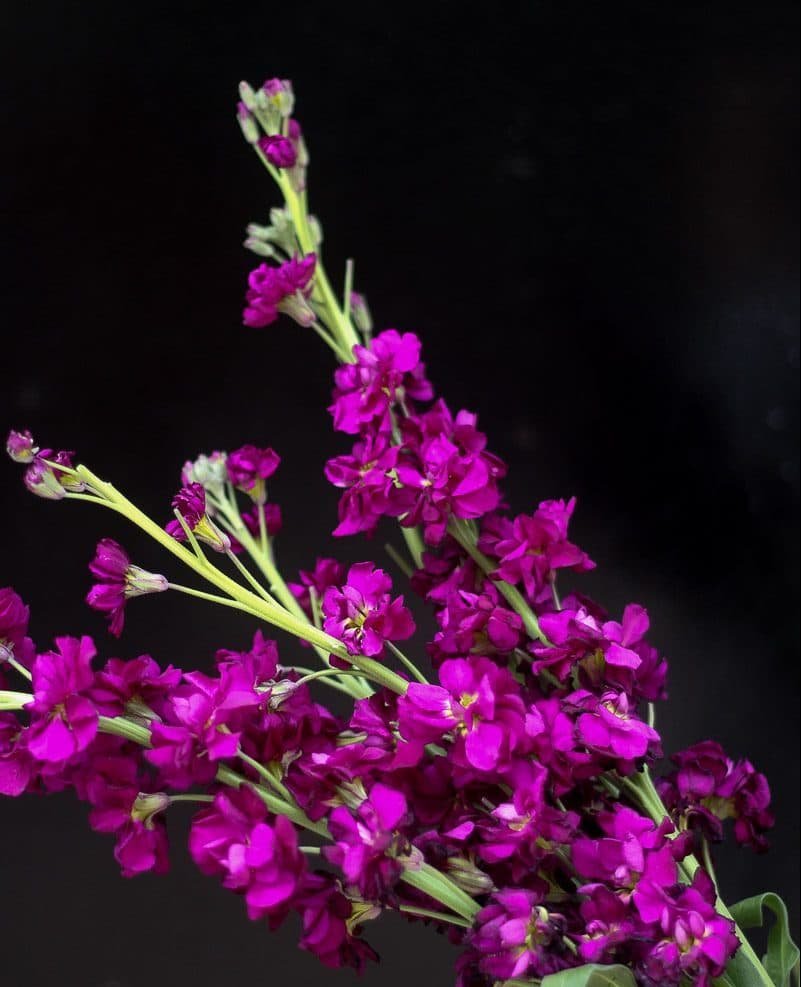 Flor de alelí: Cuidados, poda, significado y mucho más