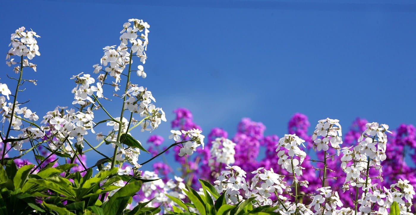 Flor de alelí: Cuidados, poda, significado y mucho más