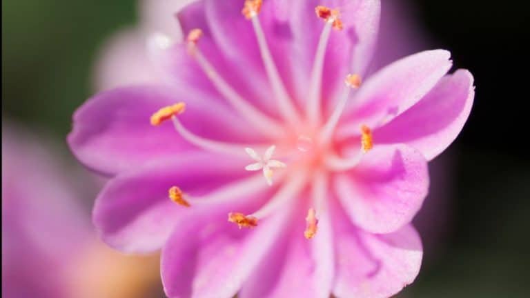 Flor de alelí: Cuidados, poda, significado y mucho más
