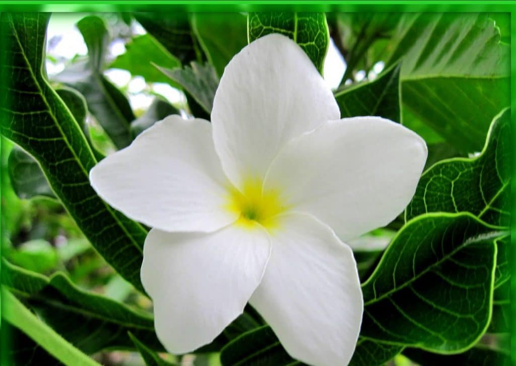 Flor de alelí: Cuidados, poda, significado y mucho más