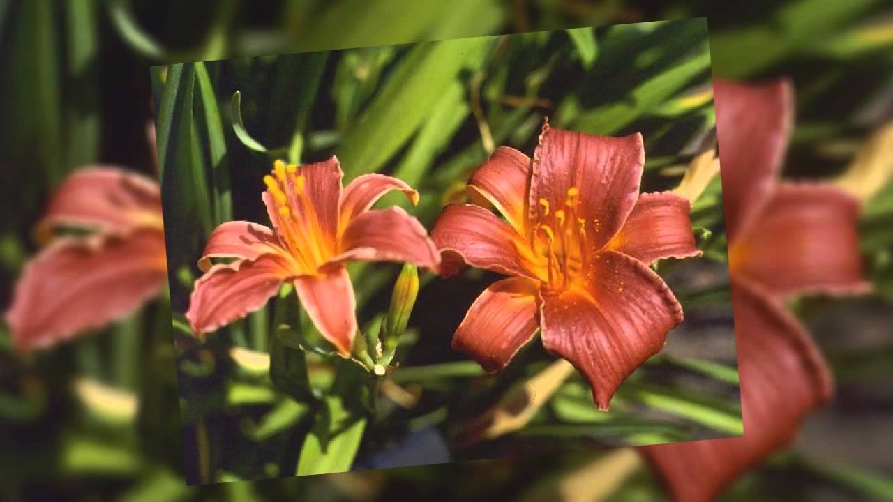 Flor de alelí: Cuidados, poda, significado y mucho más