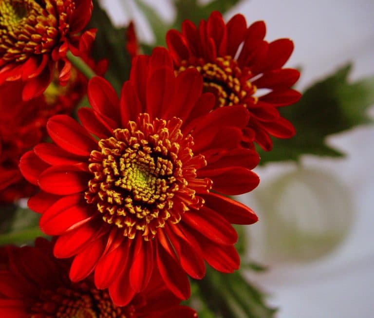 Significado de las gerberas y sus colores:Conoce el simbolismo de ellos