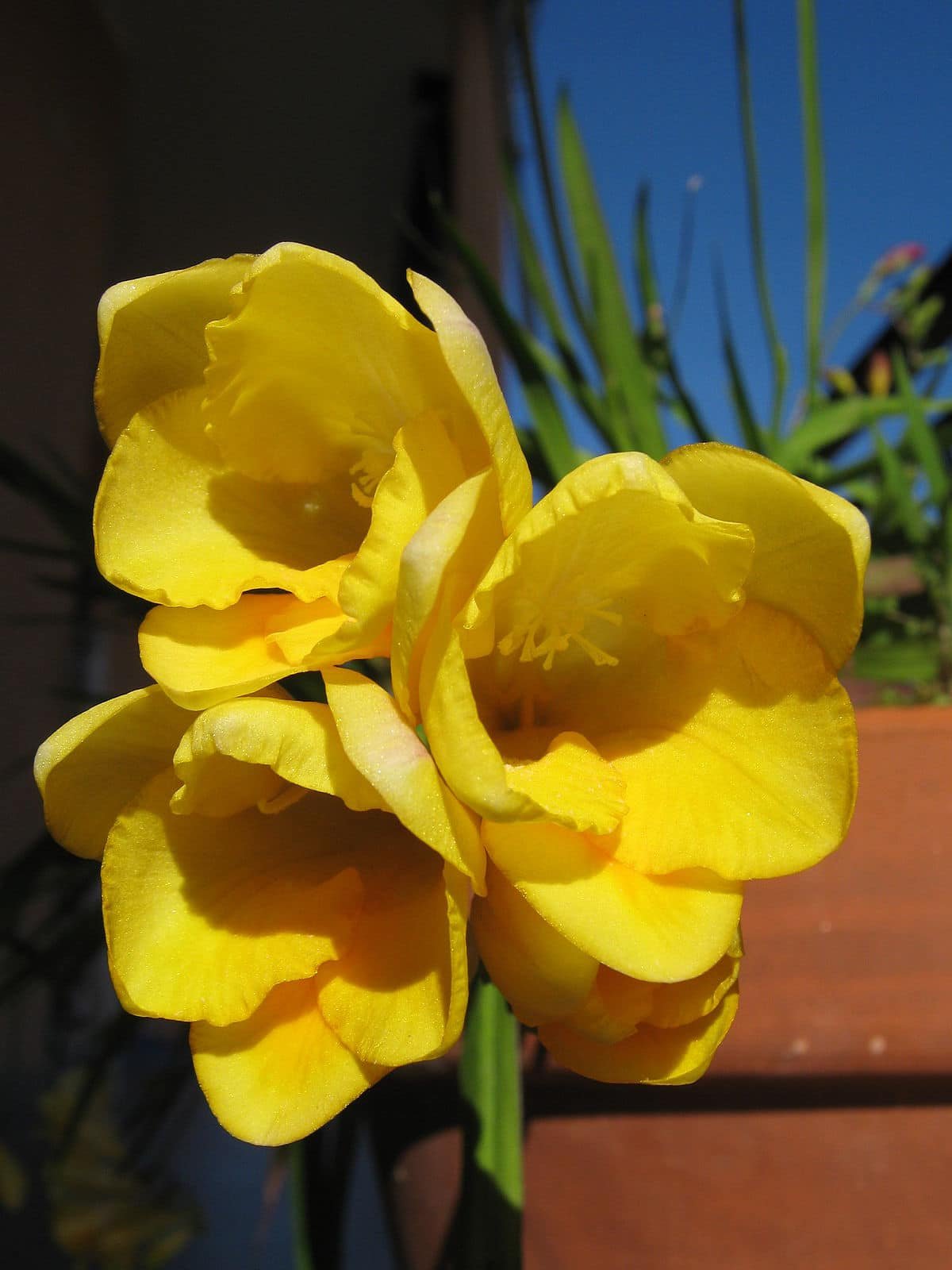 Freesia refracta: Todo lo que ignoras sobre esta planta