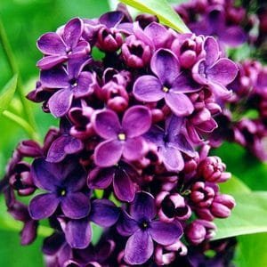 Lilas: Cuidados, significado y mucho más de estas flores