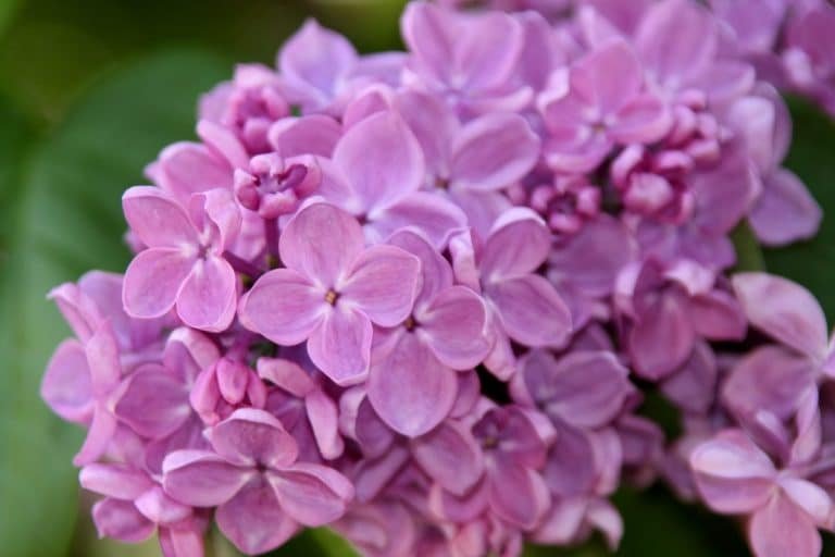 Lilas: Cuidados, significado y mucho más de estas flores