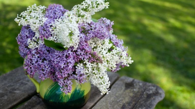 Lilas: Cuidados, significado y mucho más de estas flores
