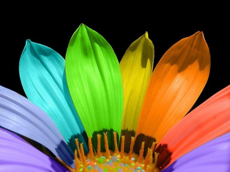 Significado de las gerberas y sus colores:Conoce el simbolismo de ellos