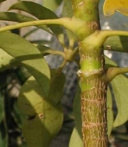 Chiflera: Cuidados, reproducción, poda, plagas y mucho más