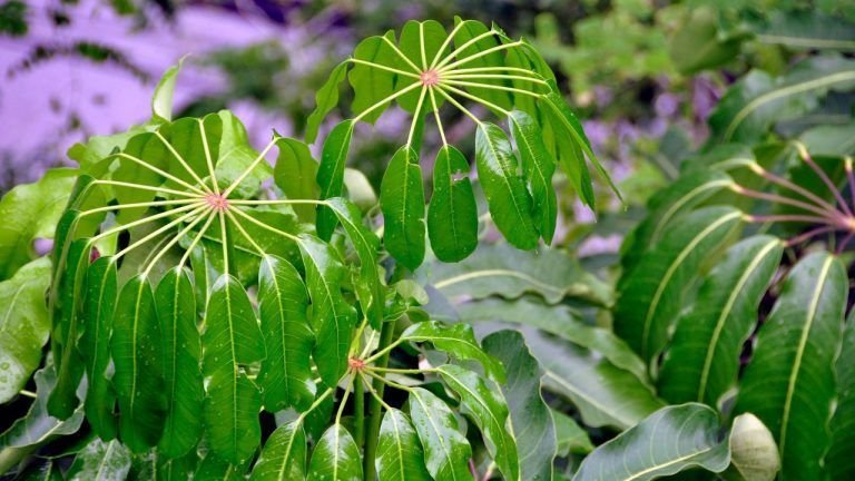 Chiflera: Cuidados, reproducción, poda, plagas y mucho más