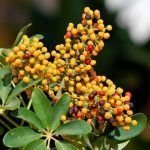 Chiflera: Cuidados, reproducción, poda, plagas y mucho más