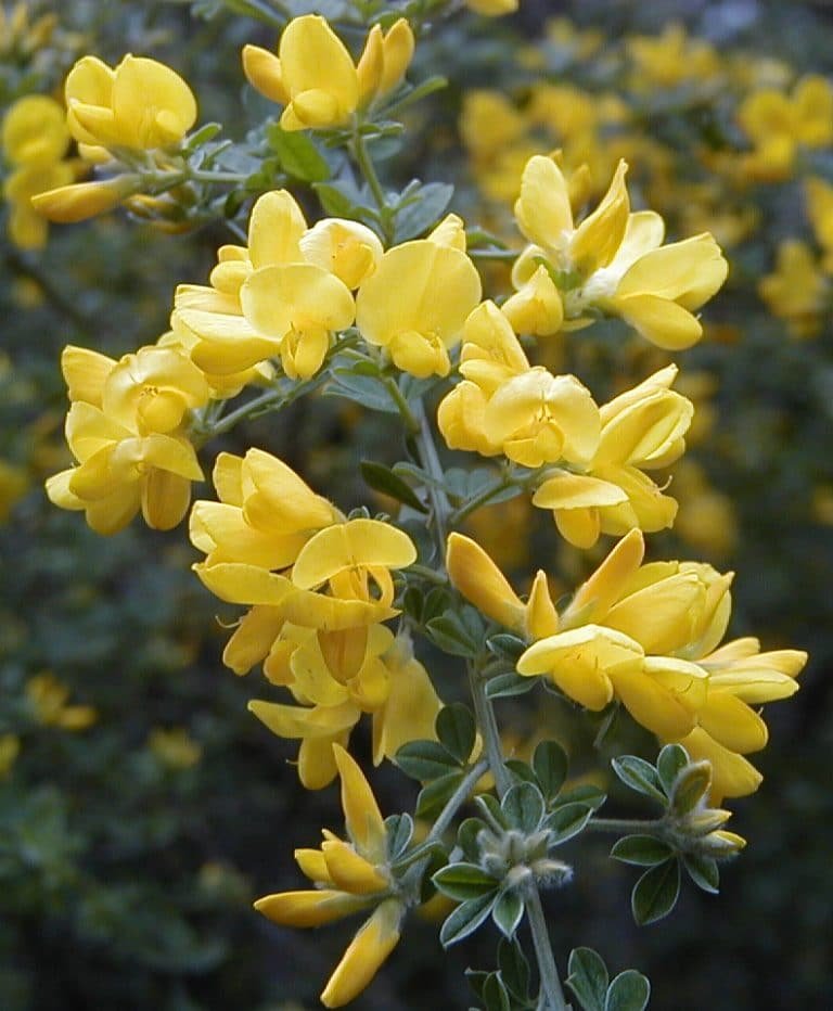 Cytisus: Conoce todo sobre este género de plantas
