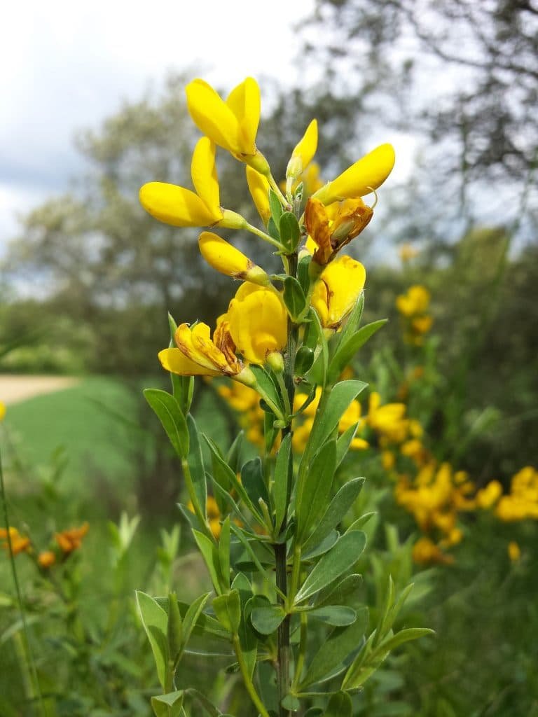 Cytisus racemosus:Todo lo que debes saber de las especie