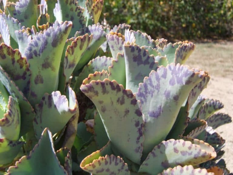 Kalanchoe marmorata: Todo lo que debes saber de esta planta