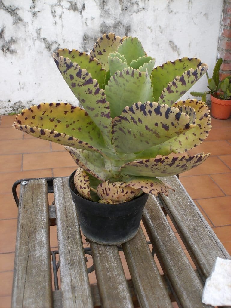 Kalanchoe marmorata: Todo lo que debes saber de esta planta