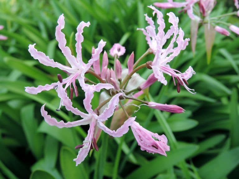 Nerine: Todo lo que debes saber acerca de este género de flores