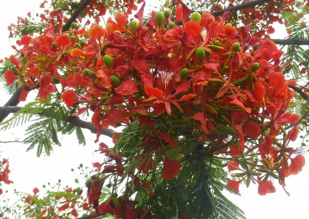 Acacia roja: Conoce todo de este hermoso y majestuoso árbol