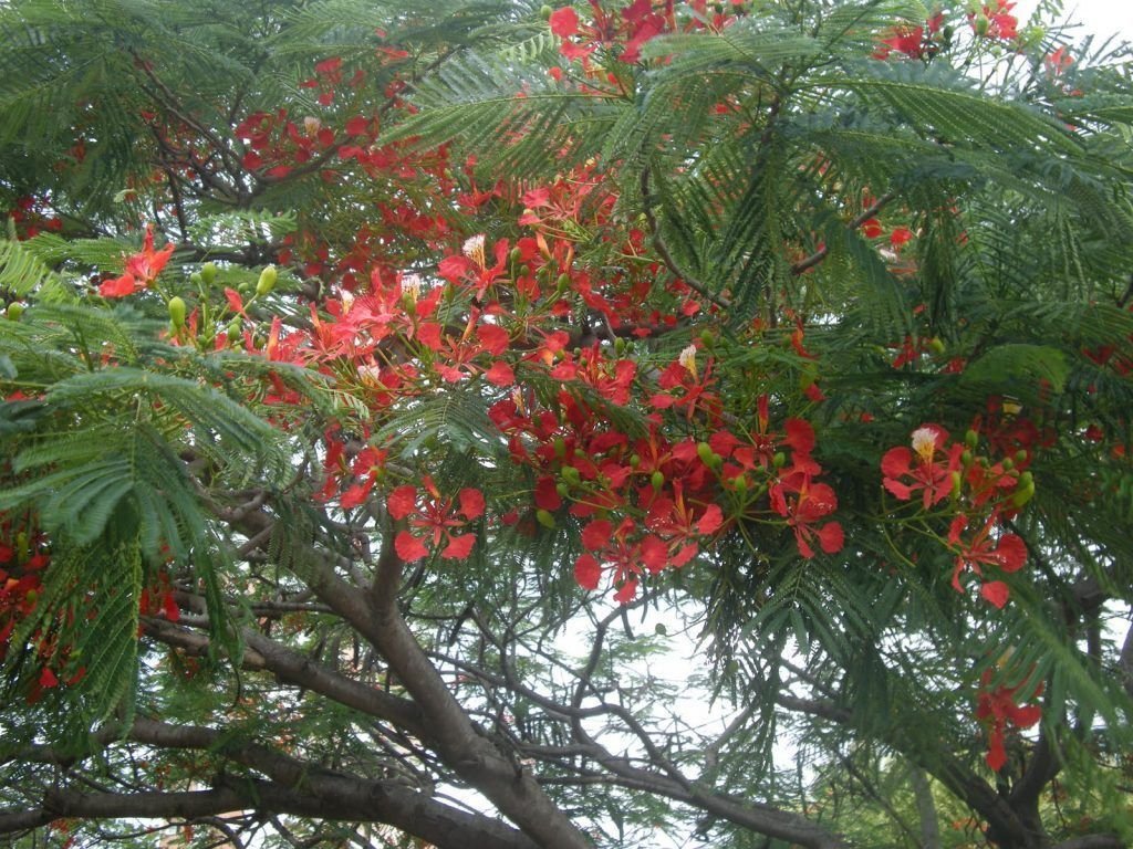 Acacia roja: Conoce todo de este hermoso y majestuoso árbol
