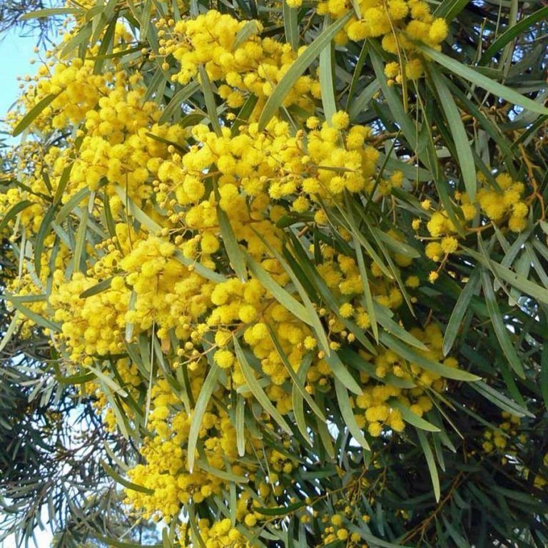 Acacia saligna o acacia cyanophylla: Entérate de la diversidad de usos ...