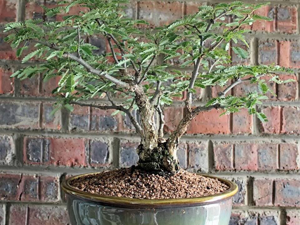 Bonsai de Acacia: Conoce los diferentes bonsáis con esta especie