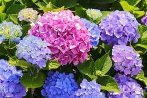 Hortensia: Cuidados, cultivo, significado y mucho más